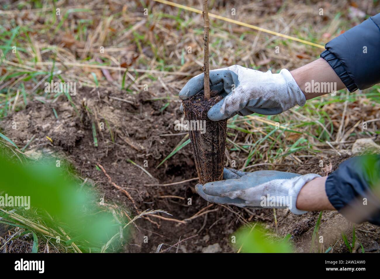 planting young tree in forest after devastating wind Stock Photo - Alamy