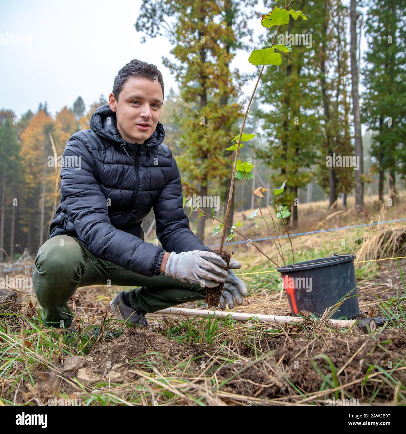 planting young tree in forest after devastating wind Stock Photo - Alamy