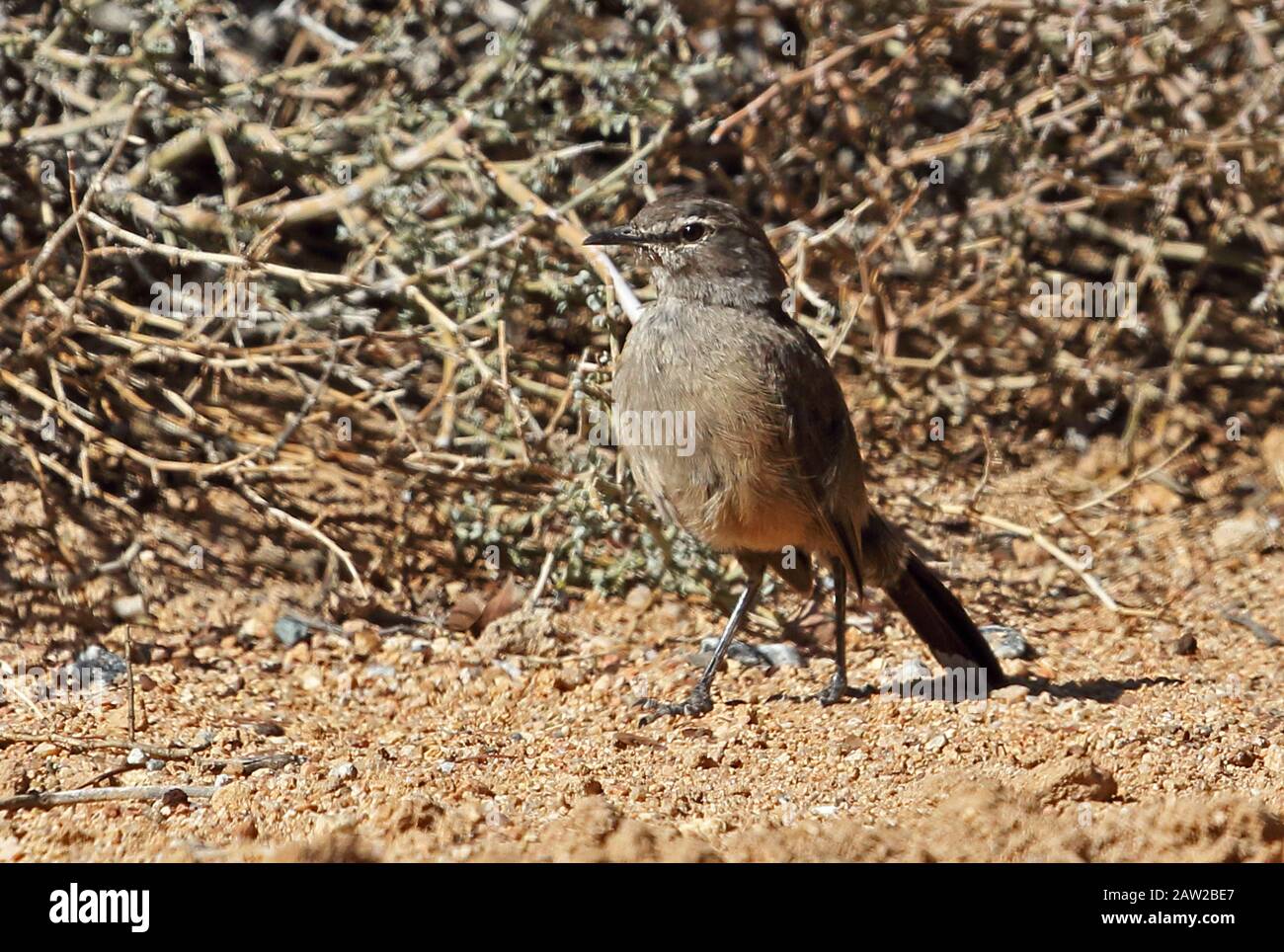 Karoo nature reserve hi-res stock photography and images - Alamy