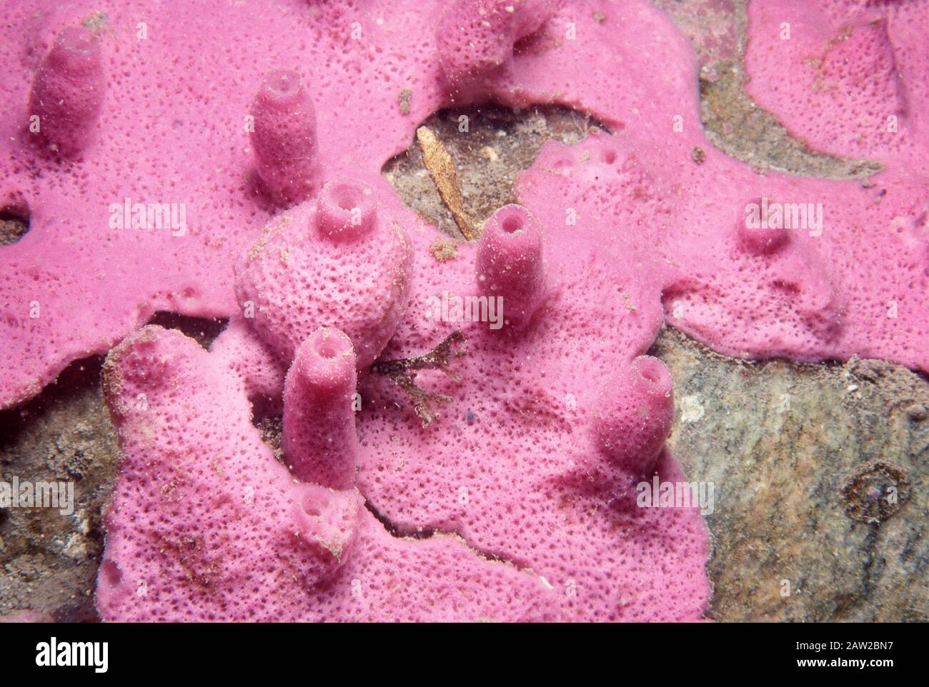 Purple Sponge underwater in the St. Lawrence River Stock Photo - Alamy