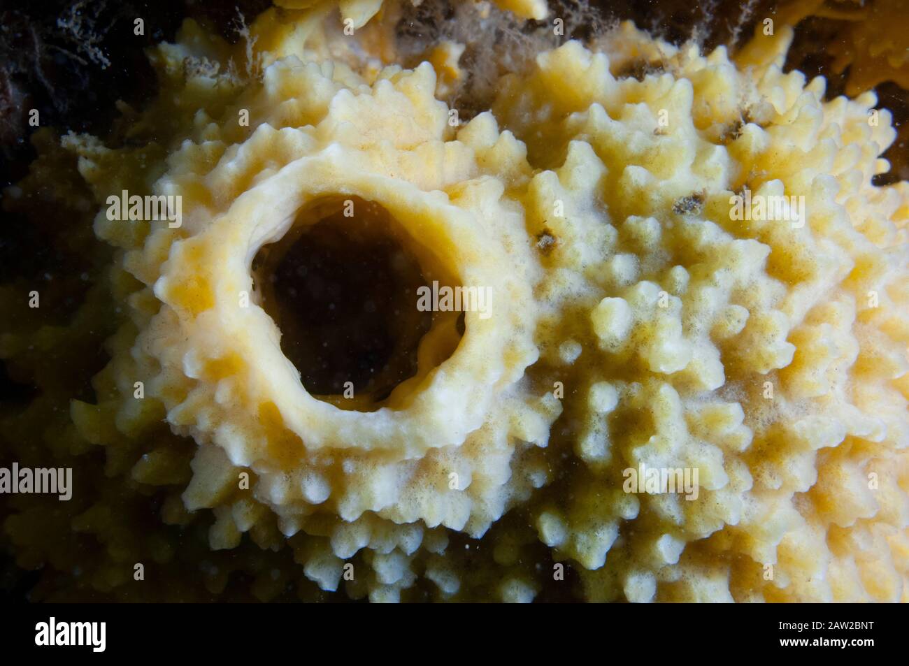 Warty Sponge underwater in the St. Lawrence River Stock Photo - Alamy