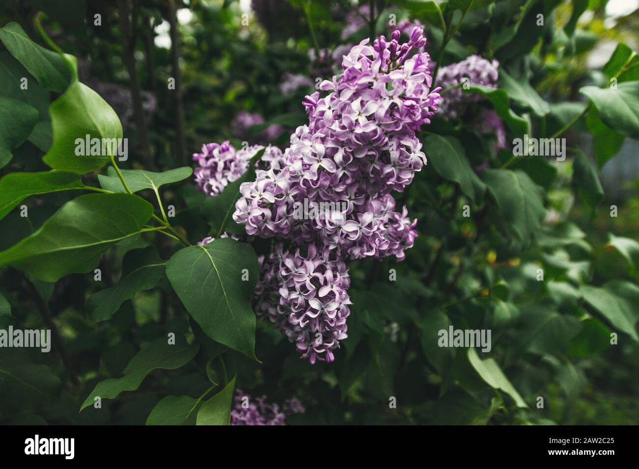 Spring lilac bush blooming in the garden Stock Photo - Alamy