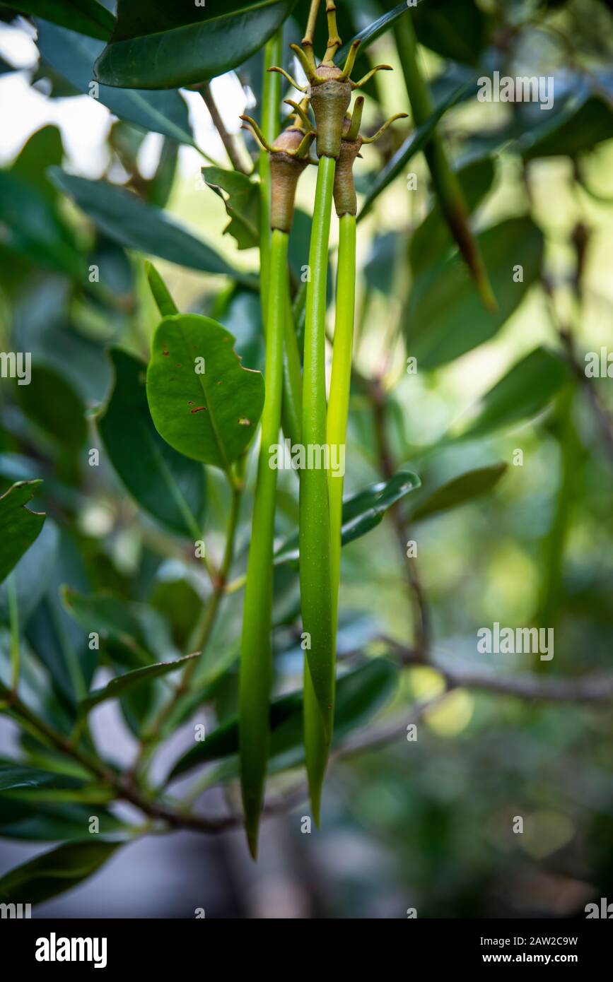 Mangrove seed hi-res stock photography and images - Alamy