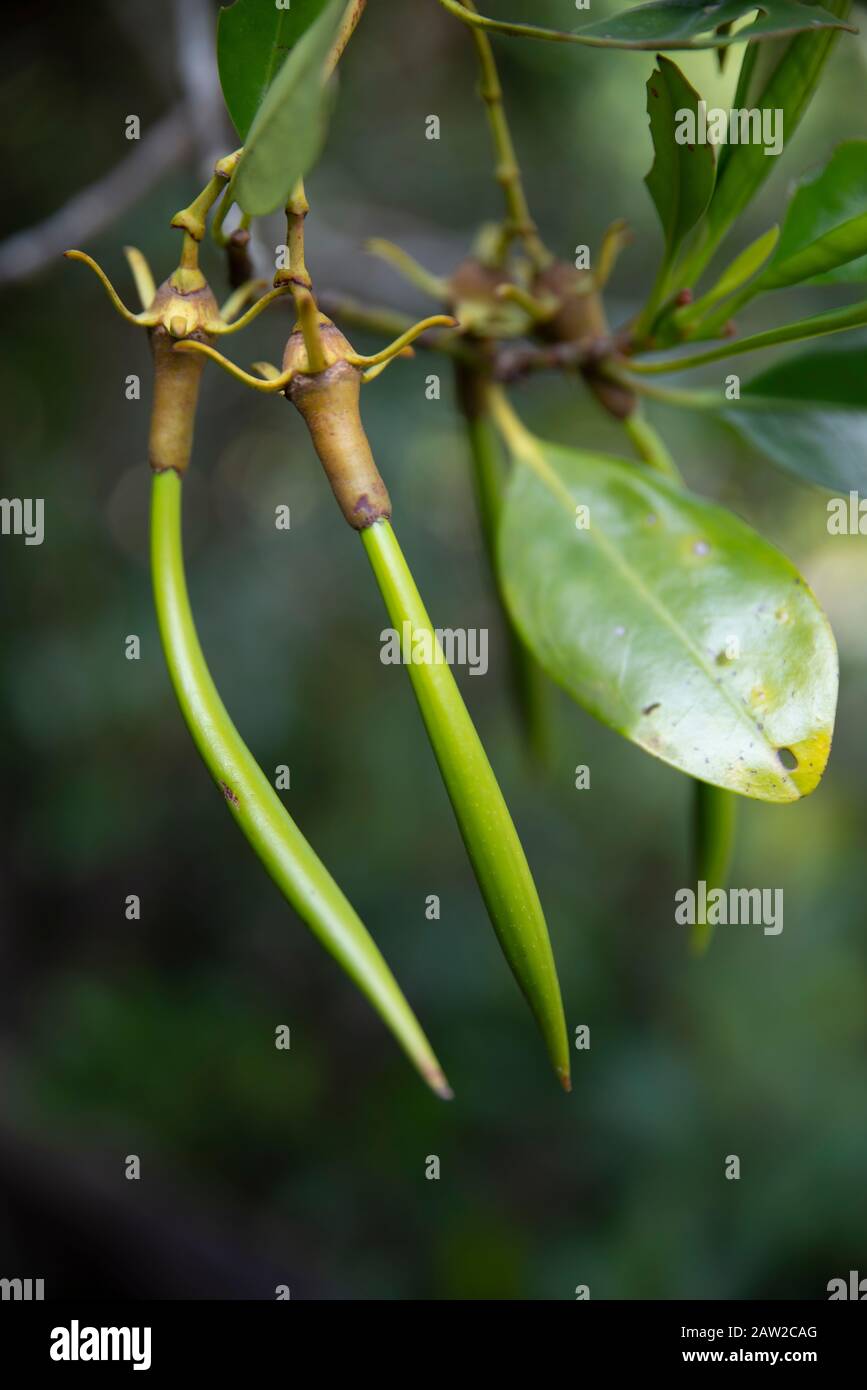Mangrove seed hi-res stock photography and images - Alamy