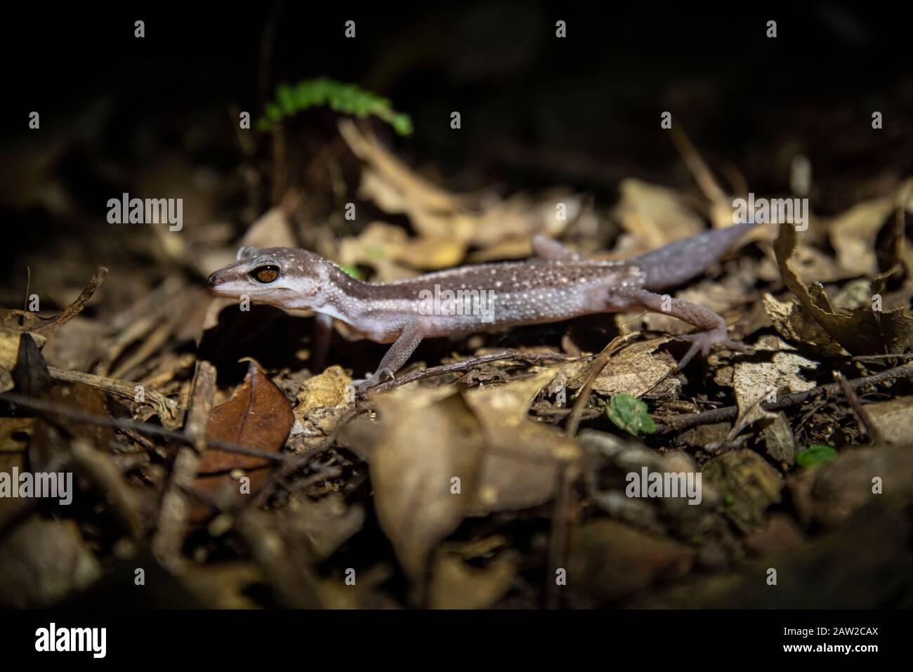 Kuroiwa's ground gecko, Goniurosaurus kuroiwae, Yanbaru forest, Okinawa ...
