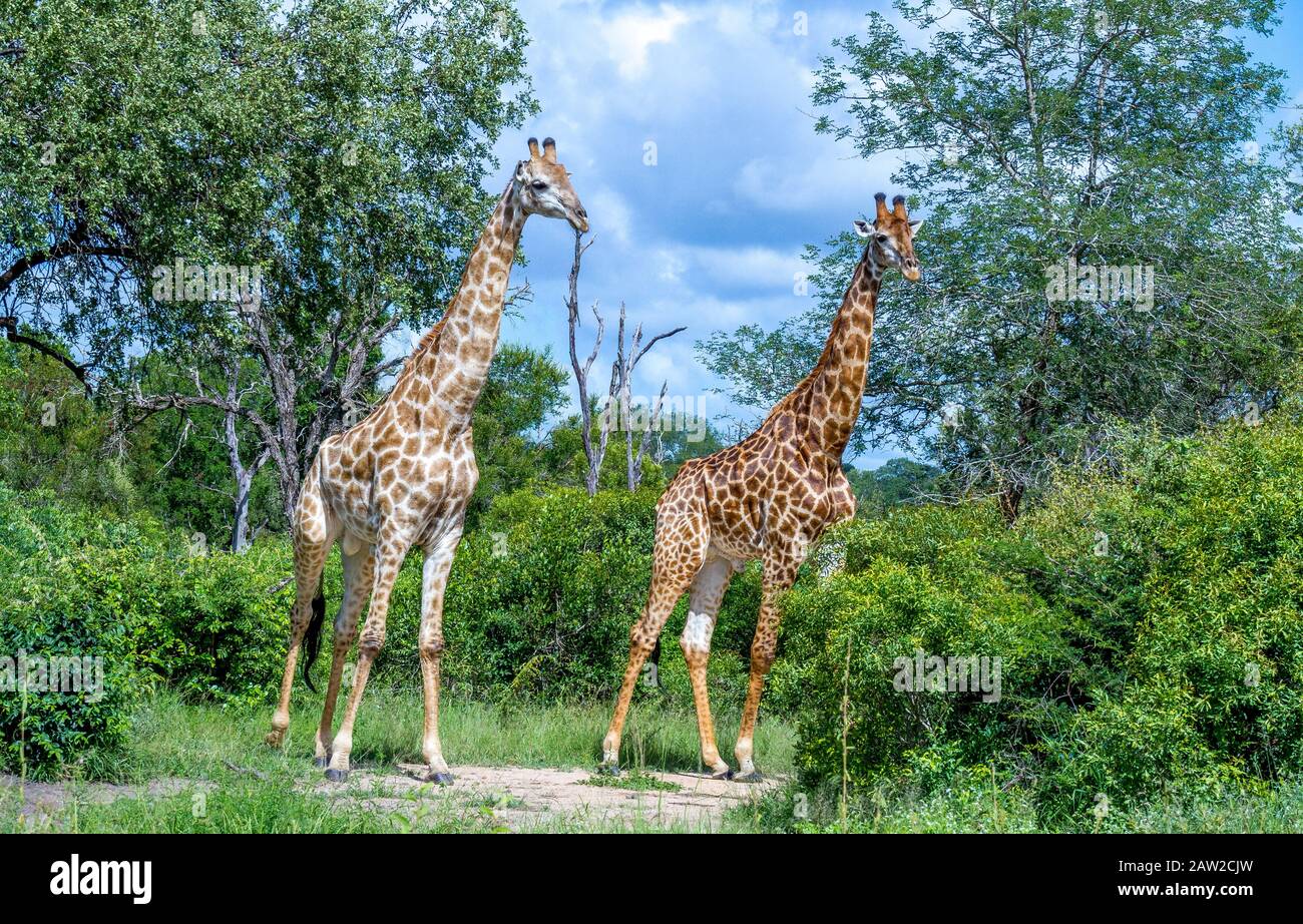 Two giraffes isolated in the African wilderness image in horizontal ...