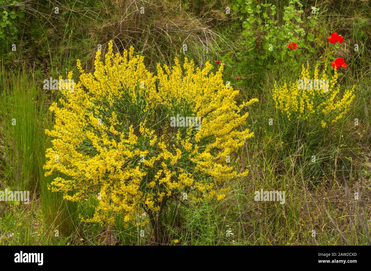 Genisteae, Broom Plants of the Mediterranean Region Spain Stock Photo ...