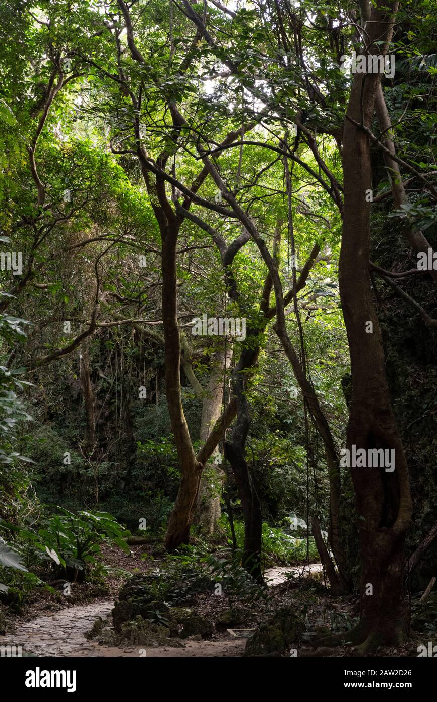 Sefa-utaki, most sacred spot in Okinawa, ancestor worship, UNESCO World ...