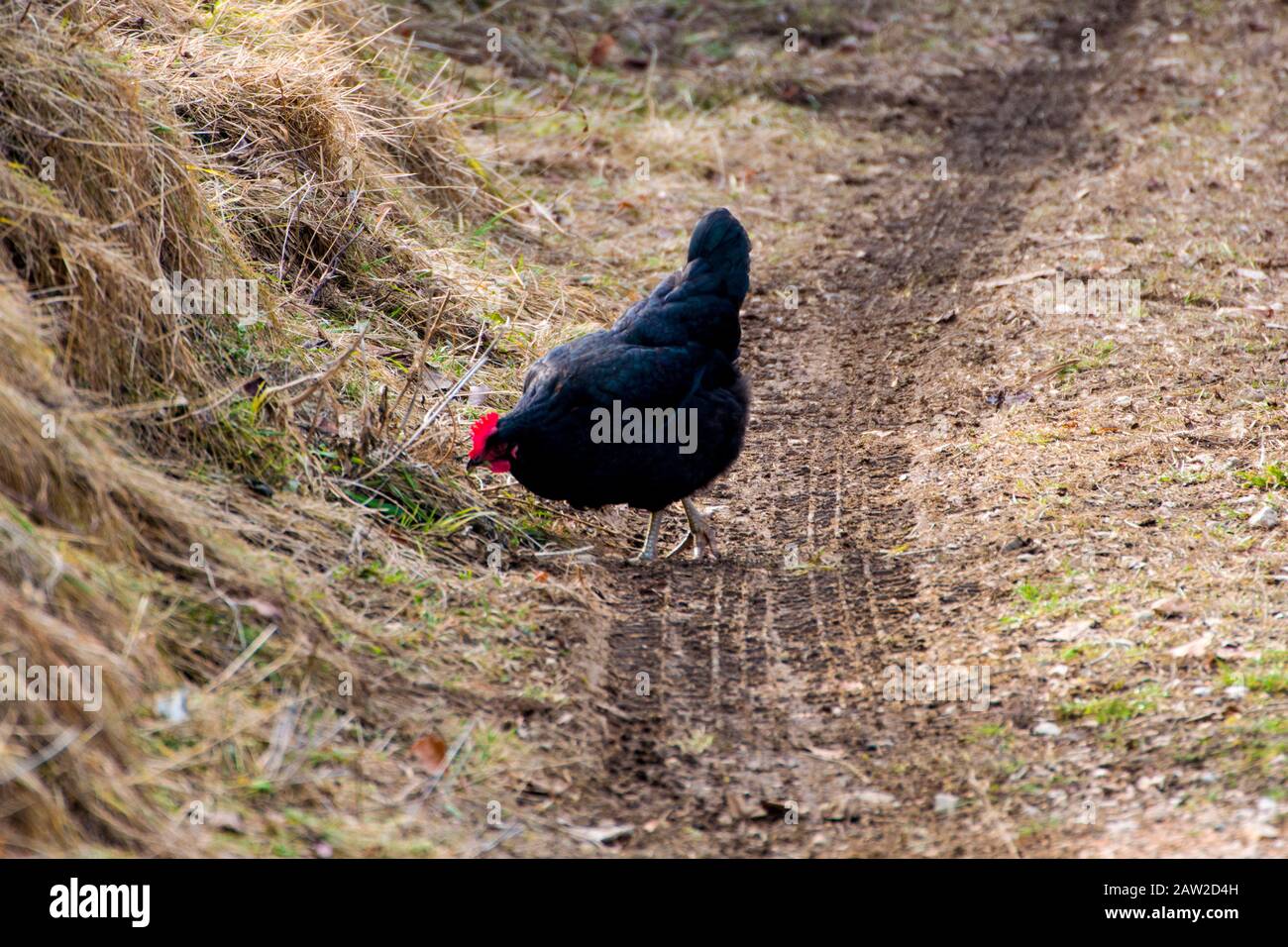 One black hen looking for food in the grass. Countryside area, free ...