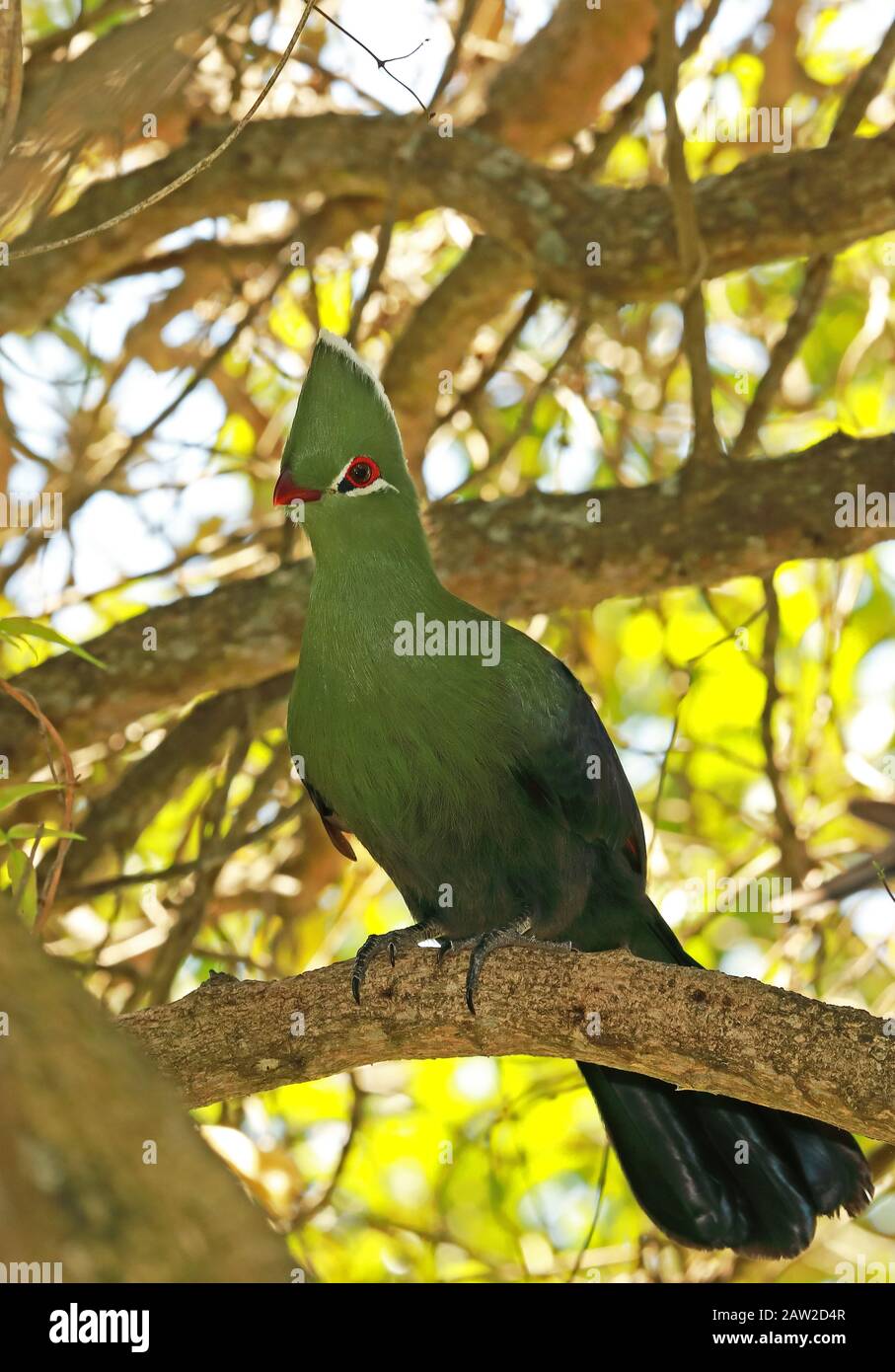Knysna turaco bird hi-res stock photography and images - Alamy