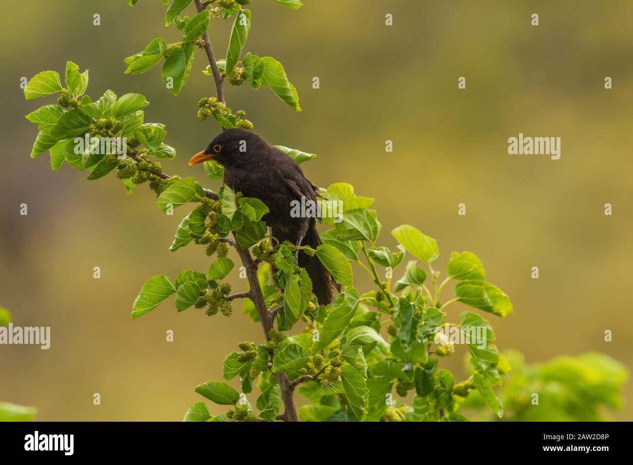 Turdus merula, Male Blackbird Perching in a Mulberry Tree Looking for ...