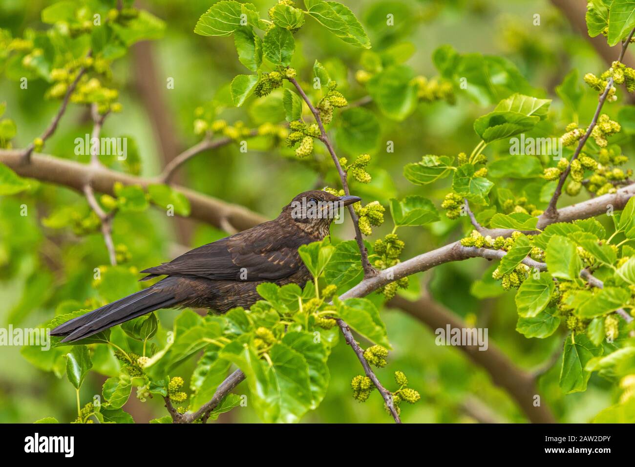 Monticola solitarius, Blue Rock Thrush Bird Stock Photo - Alamy