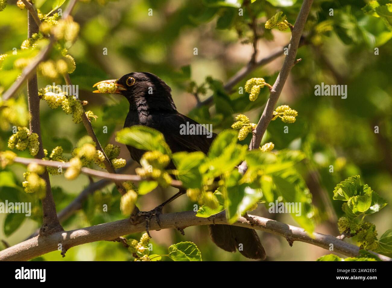 Turdus merula, Male Blackbird Eating Fruit in a Mulberry Tree Stock ...