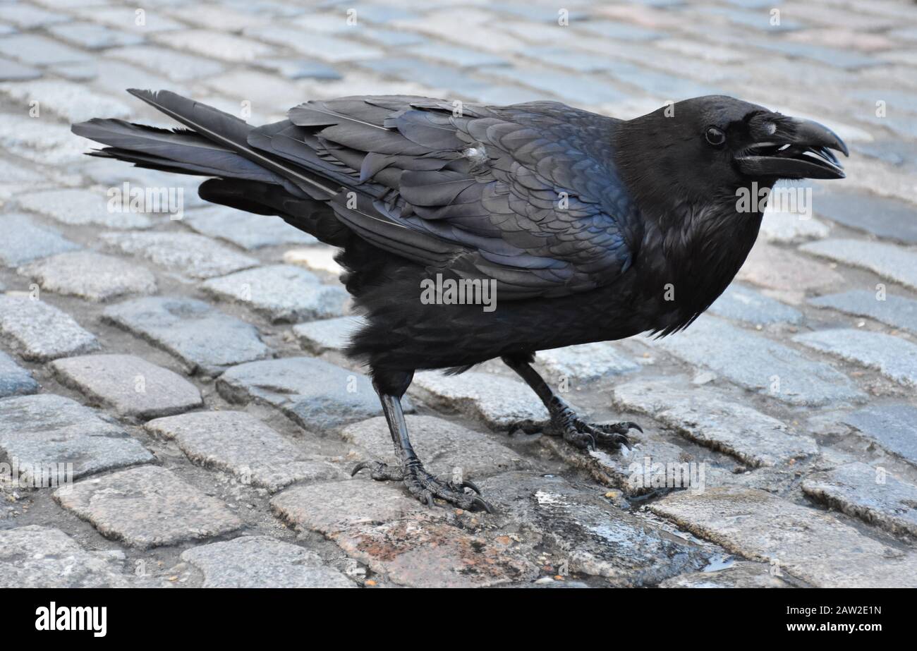 Standing squawking black crow with his beak open Stock Photo - Alamy