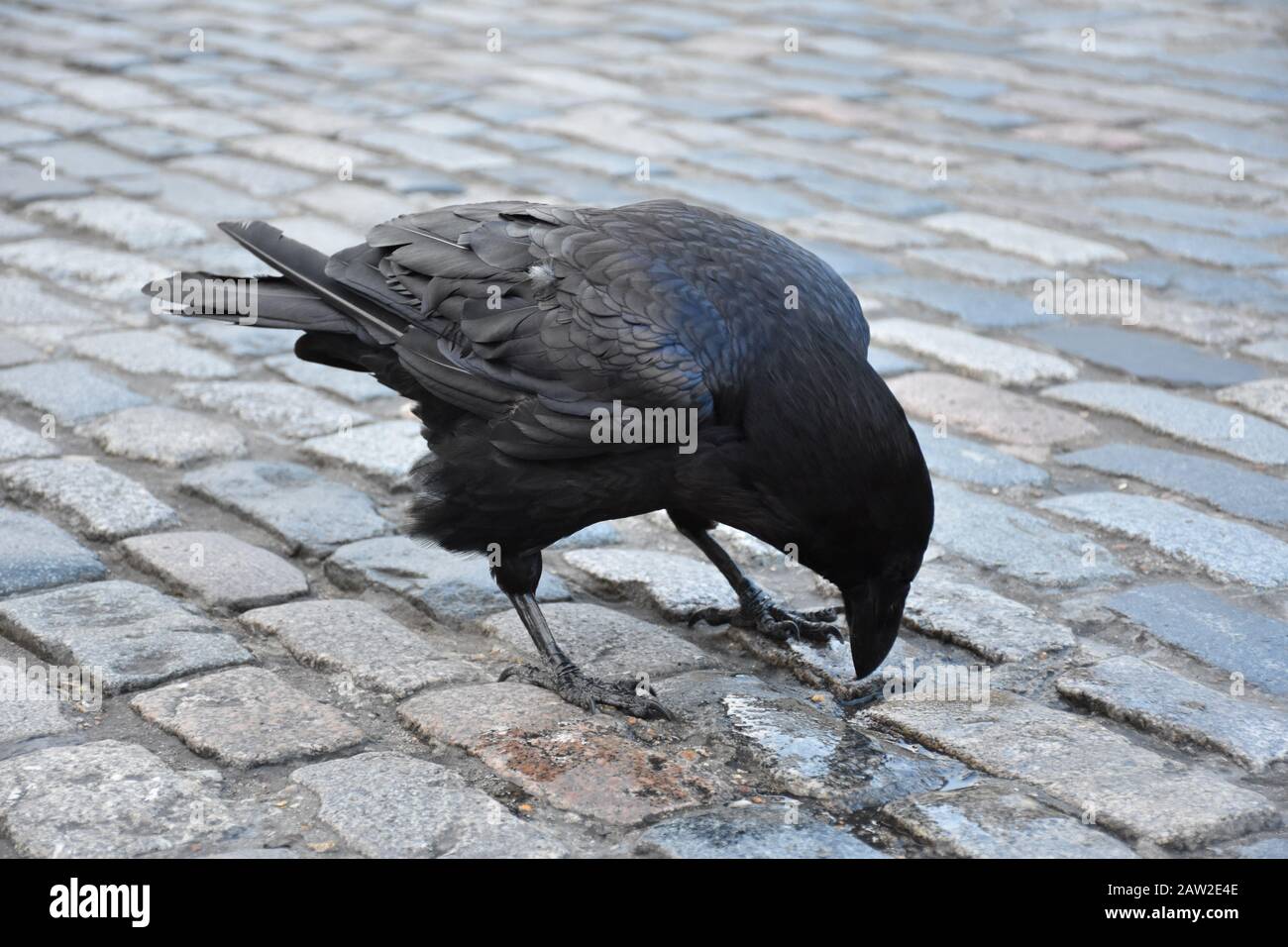 Black overlapping feathers on the back of a crow Stock Photo - Alamy