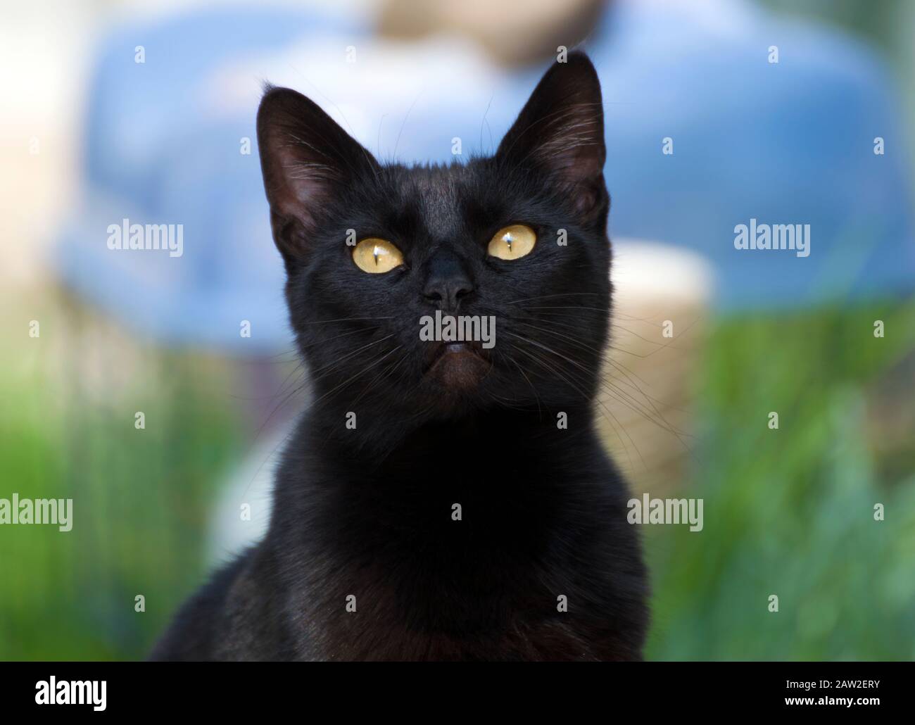 Cute black cat with silky smooth fur looking away Stock Photo - Alamy