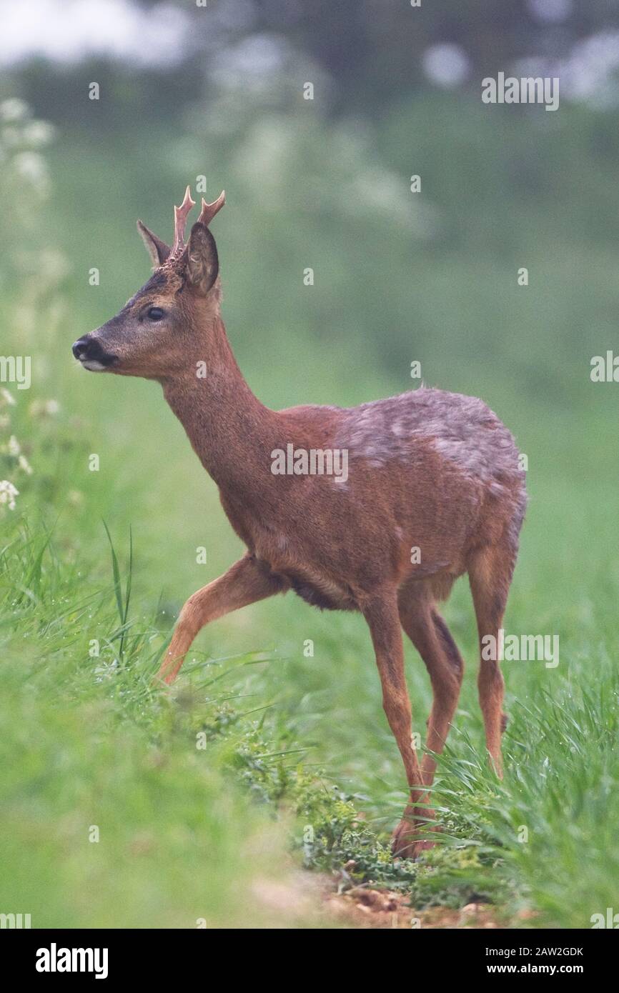 European Roe Deer (Capreolus capreolus Stock Photo - Alamy