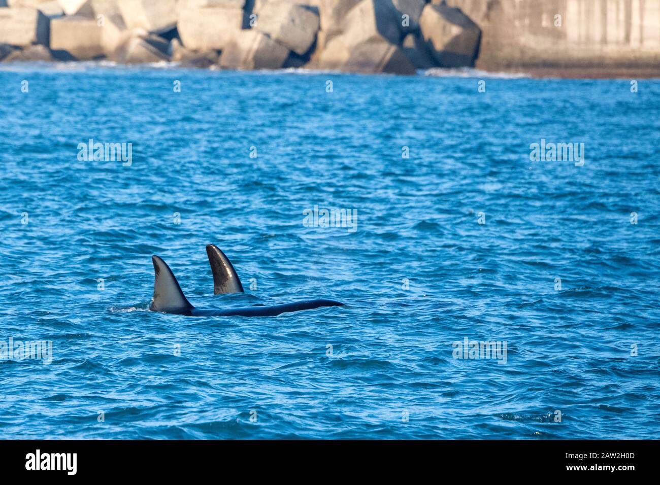 Orca killer whale in mediterranean sea inside Genoa Harbor Italy Stock ...