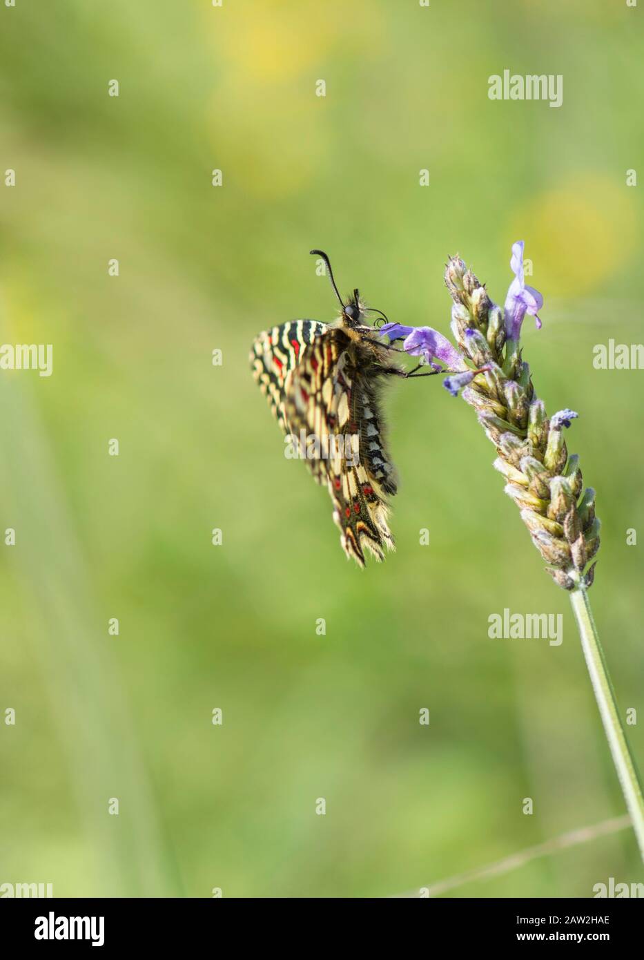 Spanish festoon, butterfly, (Zerynthia rumina), sunbathing, Andalusia ...