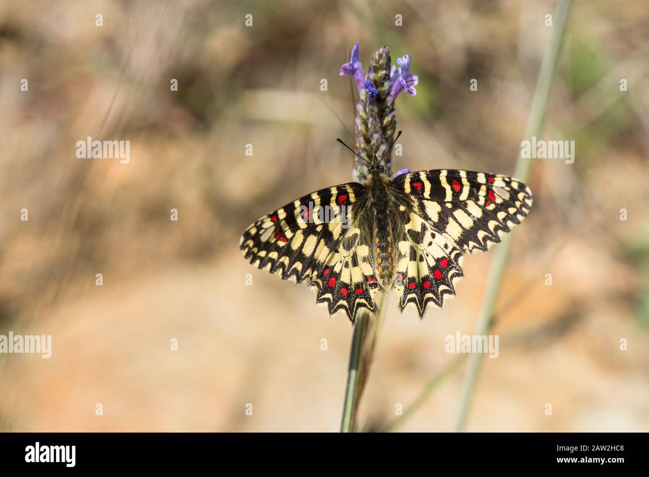 Spanish festoon, butterfly, (Zerynthia rumina), sunbathing, Andalusia ...
