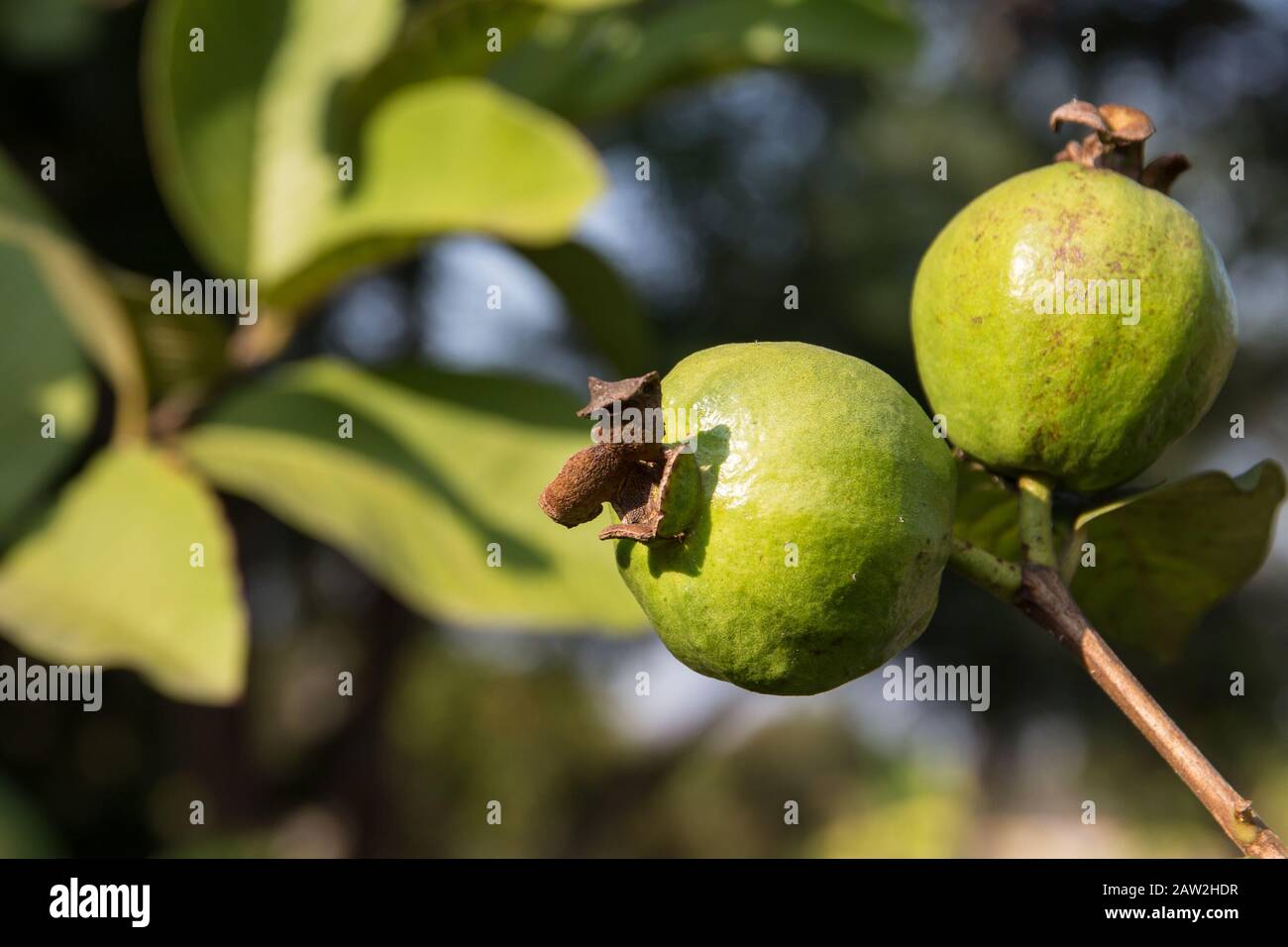 Ripe Tropical Fruit Guava on Guava Tree. Psidium Guajava Stock Photo ...