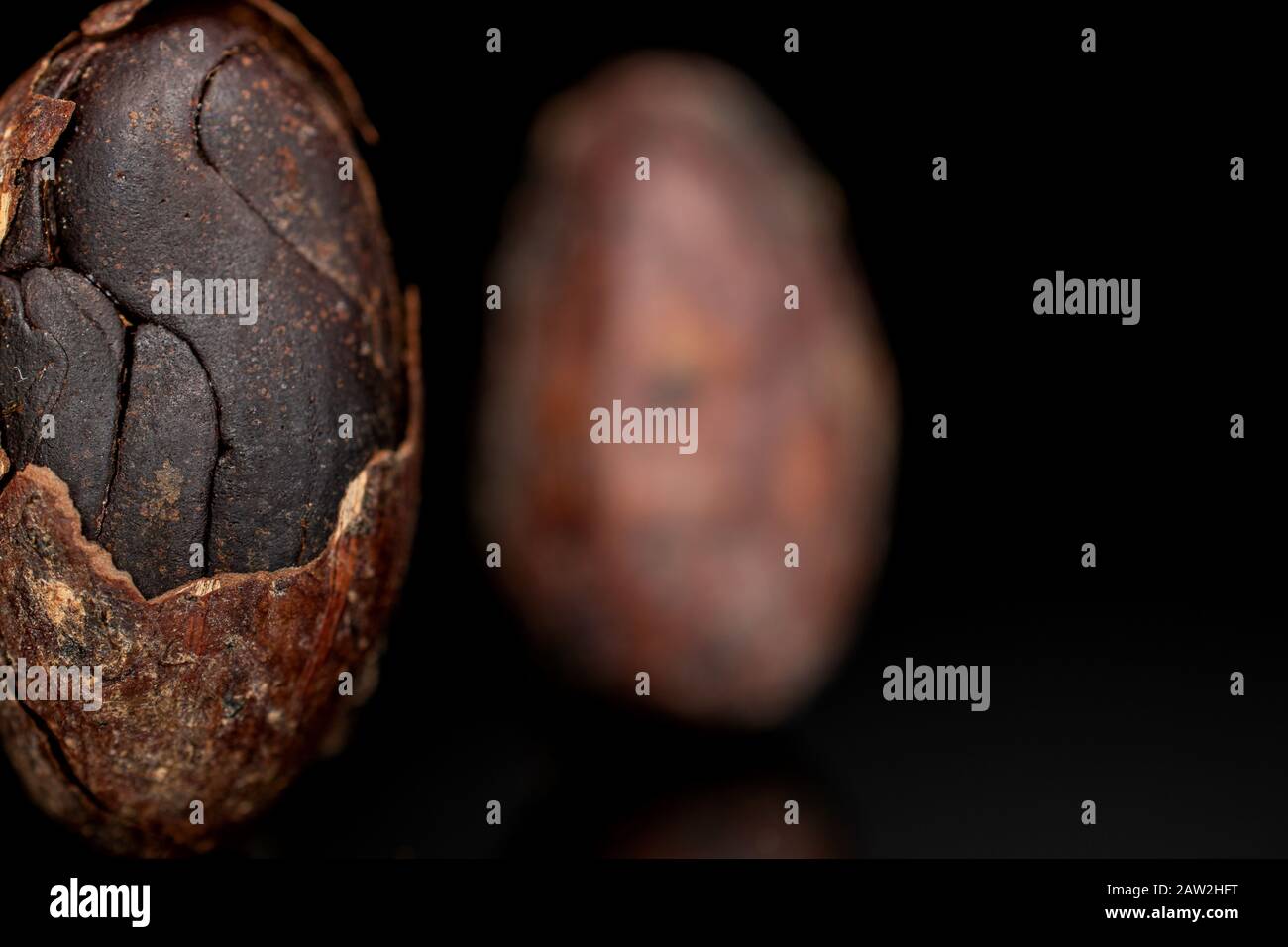 Group of two whole fresh brown cocoa bean one in focus isolated on ...