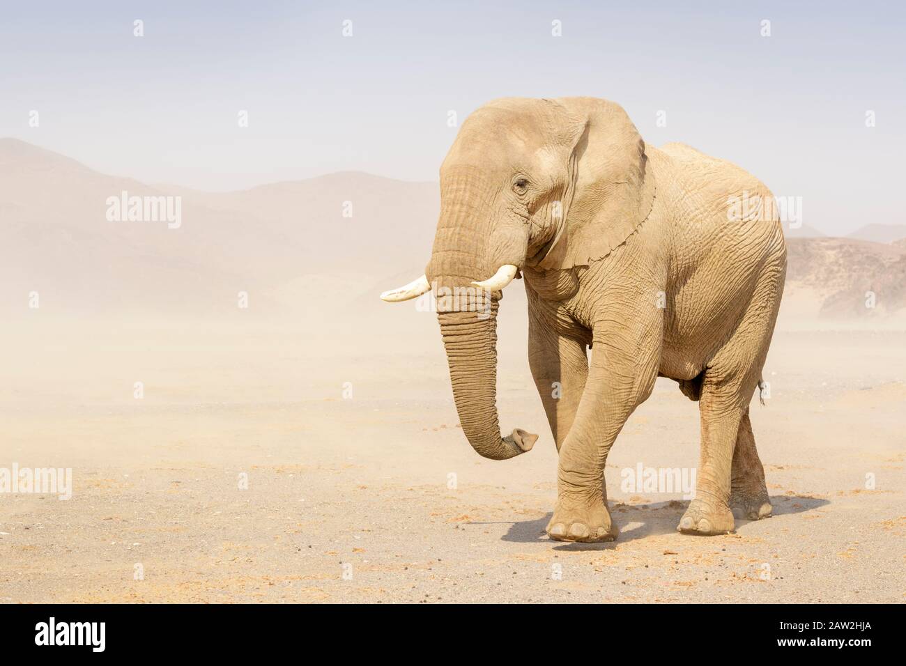 African Elephant (Loxodonta africana), desert-adapted elephant bull ...
