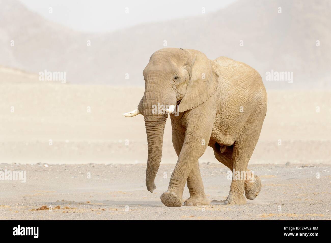 Salvador Dali Elephants Tuba