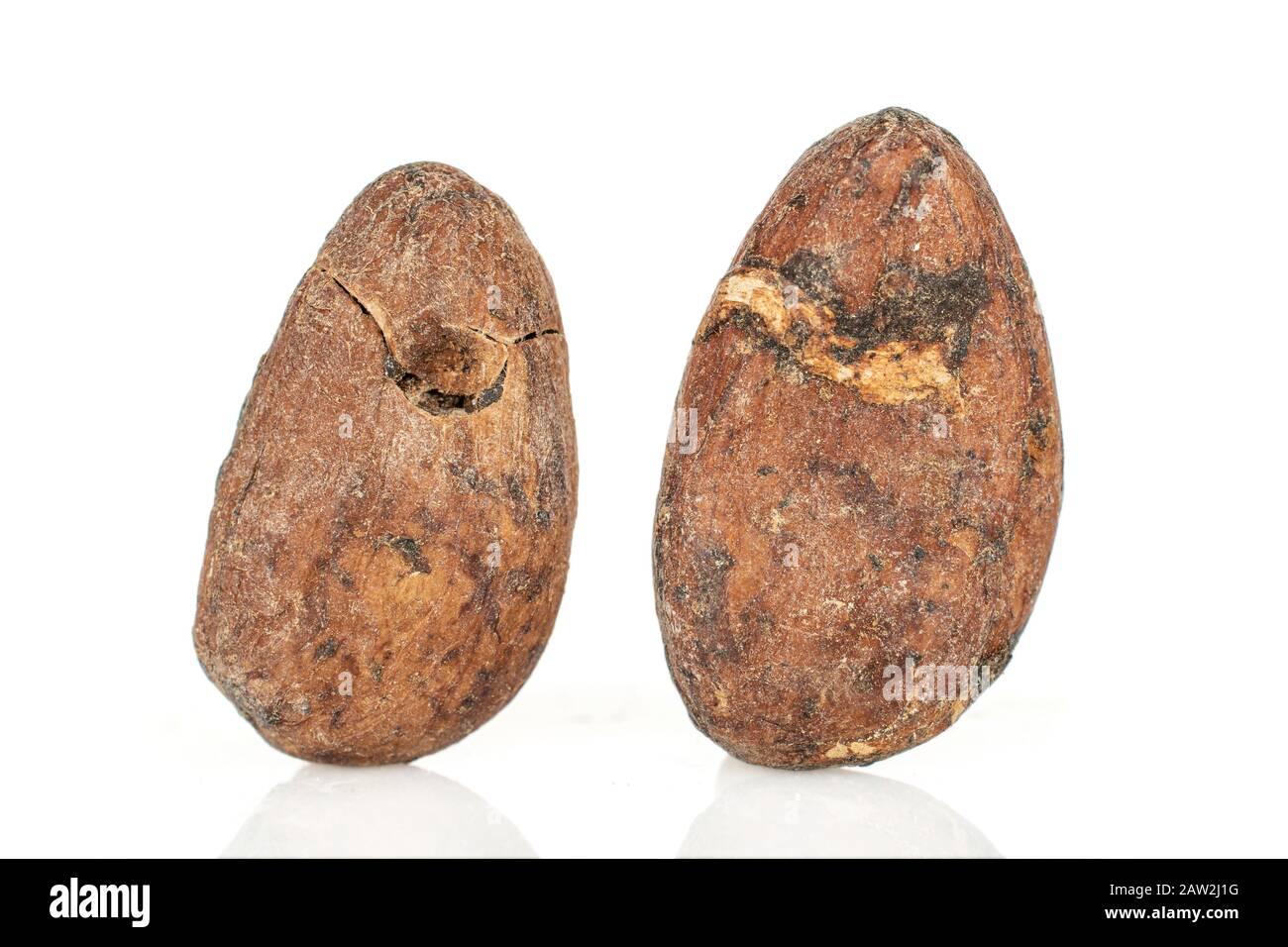 Group of two whole fresh brown cocoa bean isolated on white background ...