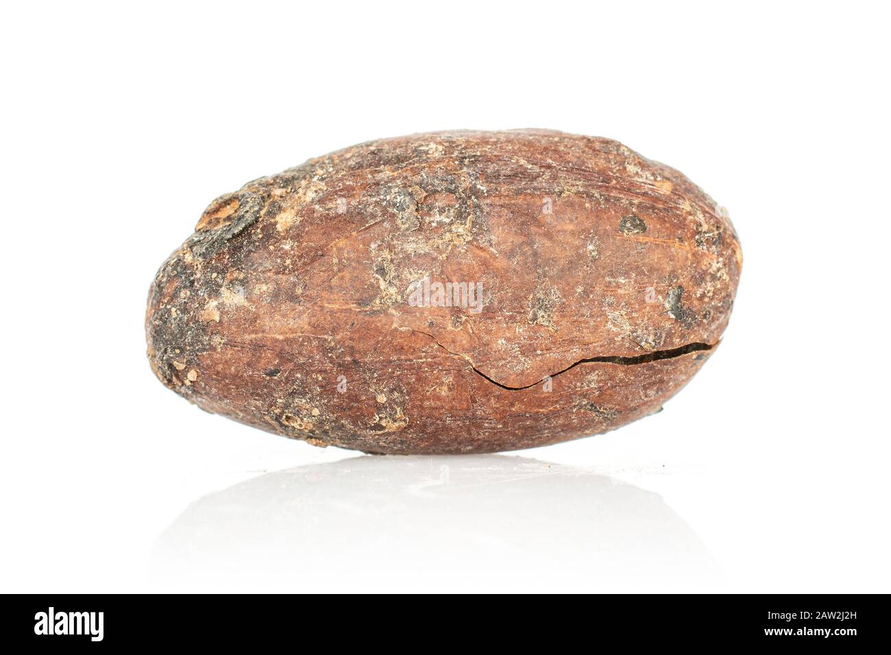 One whole fresh brown cocoa bean isolated on white background Stock ...