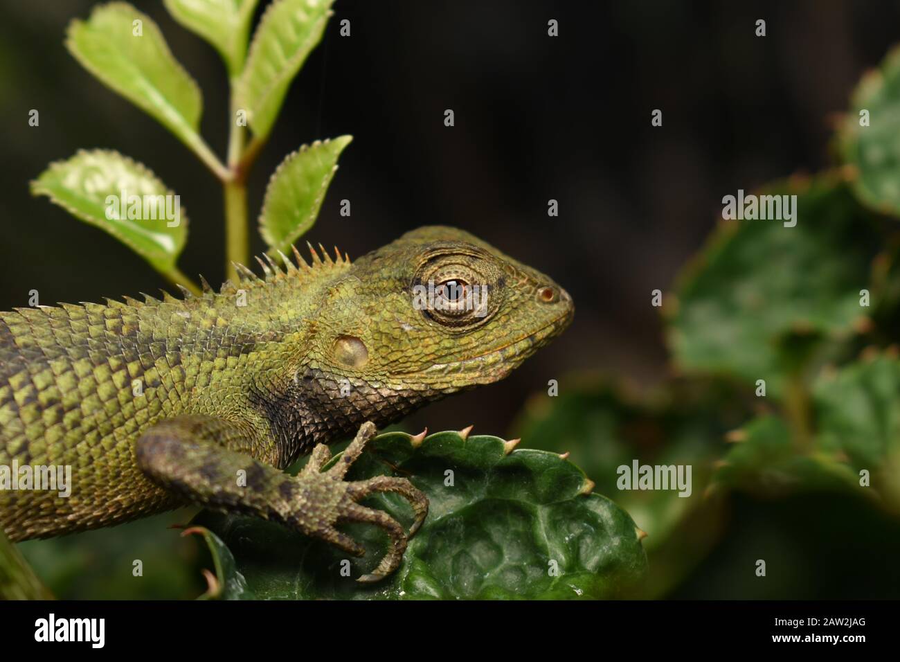 Oriental garden lizard (Calotes versicolor Stock Photo - Alamy