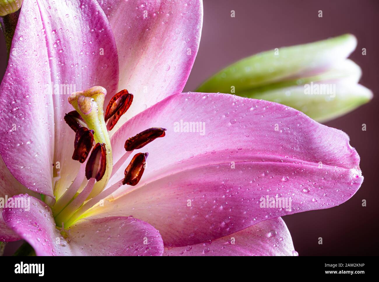 Closeup of a beautiful purple lily flower with water drops on a dark ...