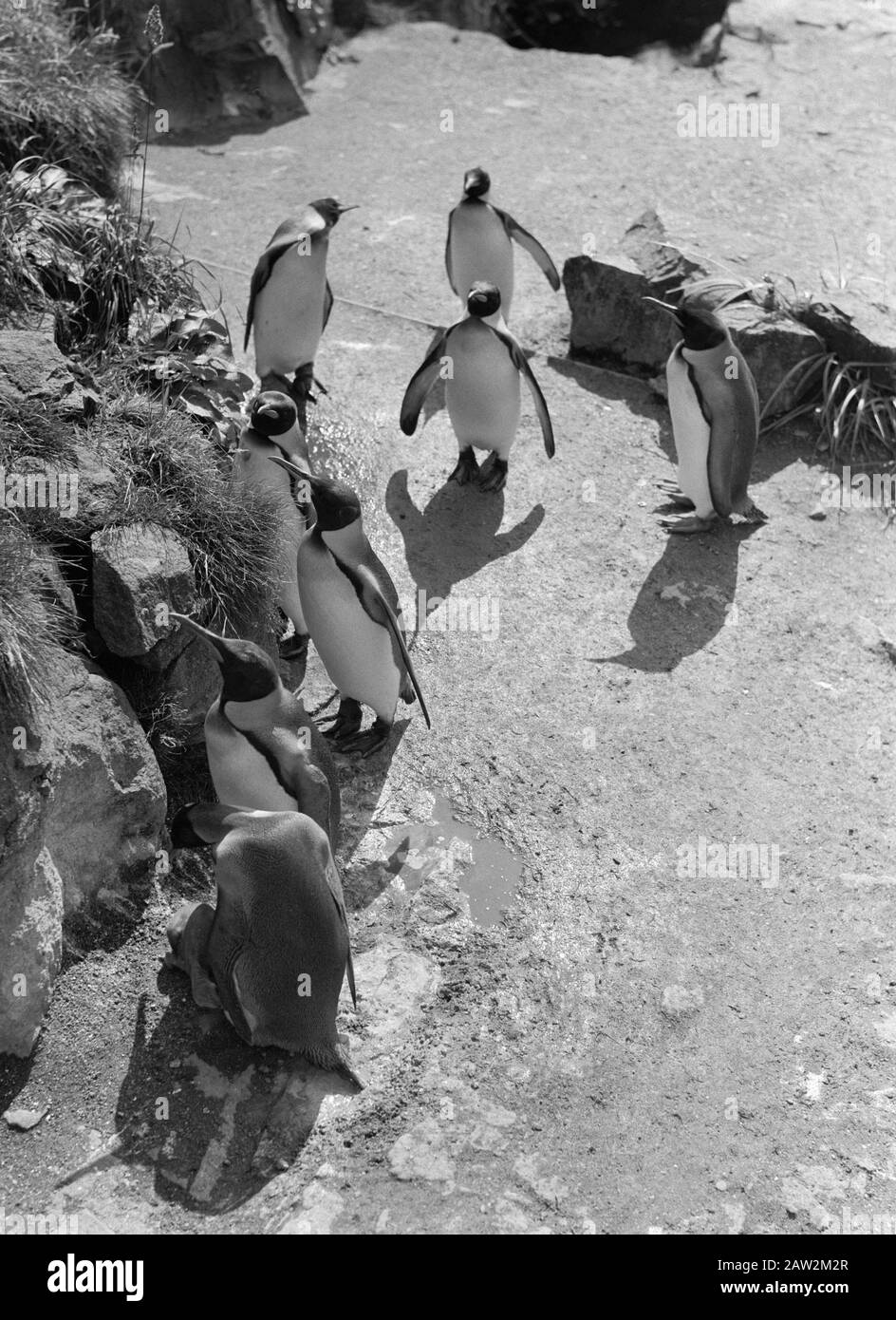 Animals Artis Penguins Date: undated Keywords: penguins Stock Photo - Alamy