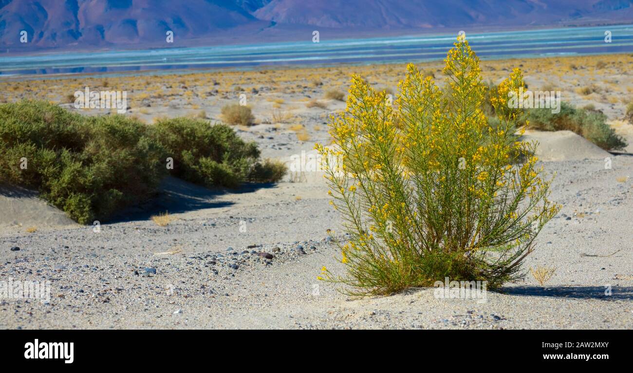 Desert saltbush growing at eroded and cracked clay formations in ...