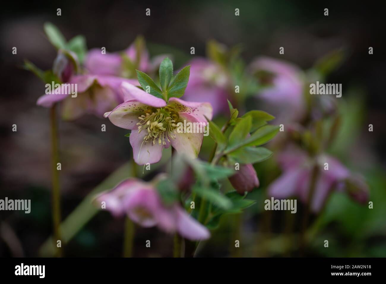 Hellebore spring hi-res stock photography and images - Alamy