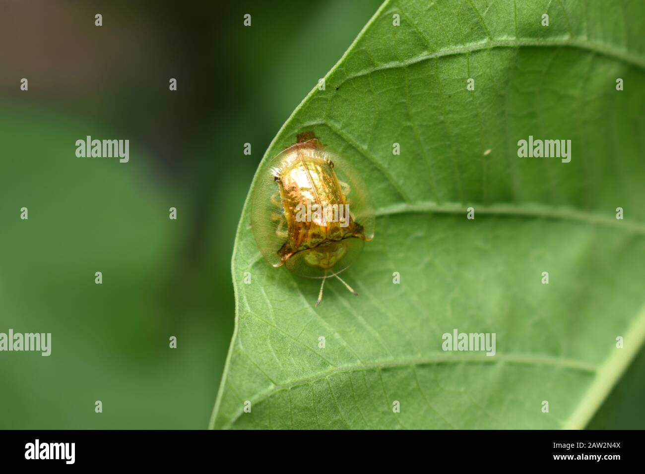 A golden tortoise beetle (Aspidimorpha santaecrucis) Surakarta ...