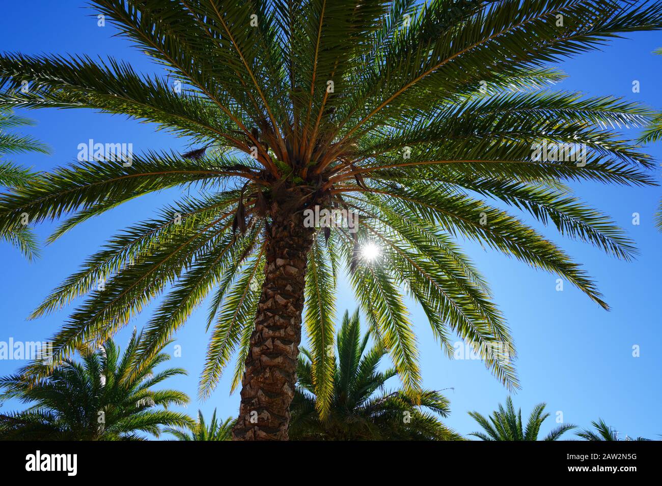 Palm trees looking up to a blue sunny sky Stock Photo - Alamy