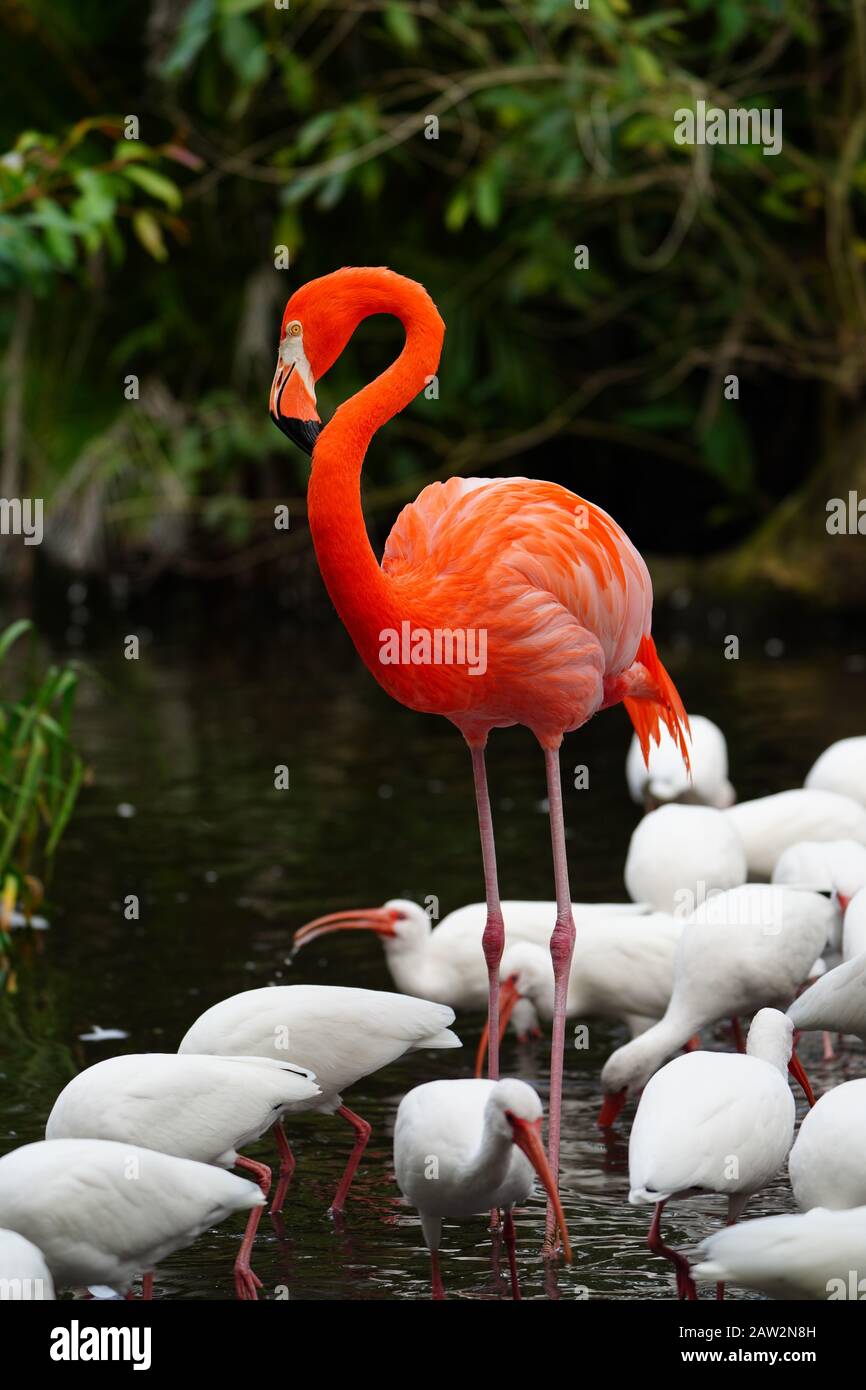 A pink flamingo birds standing on one leg Stock Photo - Alamy