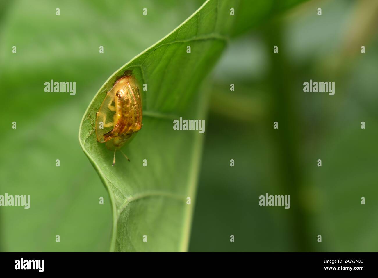 A golden tortoise beetle (Aspidimorpha santaecrucis) Surakarta ...