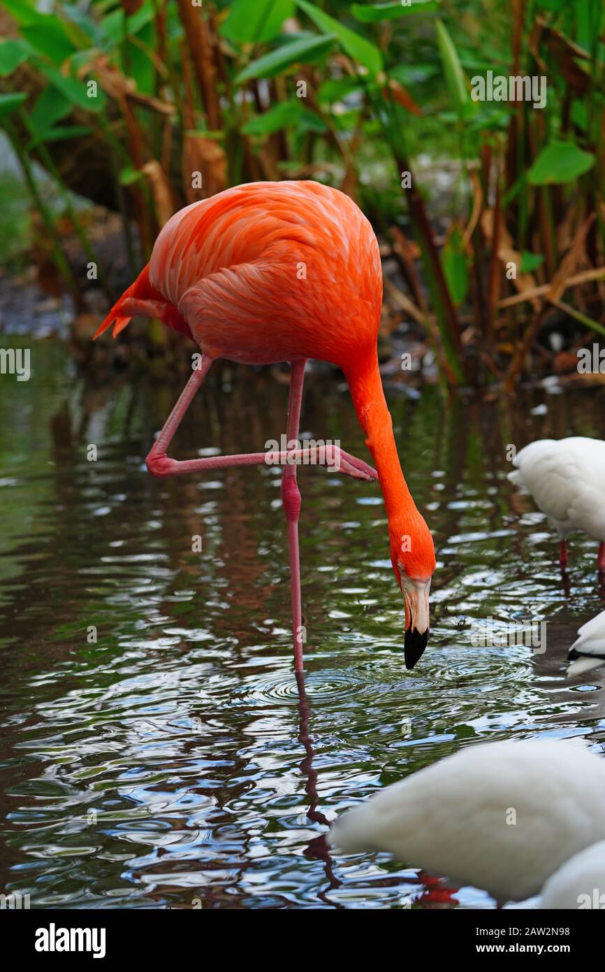 A pink flamingo birds standing on one leg Stock Photo - Alamy