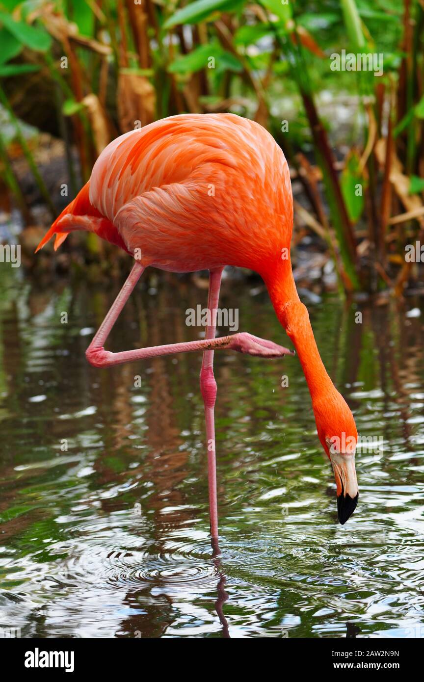 A pink flamingo birds standing on one leg Stock Photo - Alamy