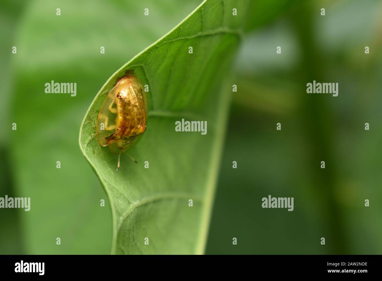 A golden tortoise beetle (Aspidimorpha santaecrucis) Surakarta ...