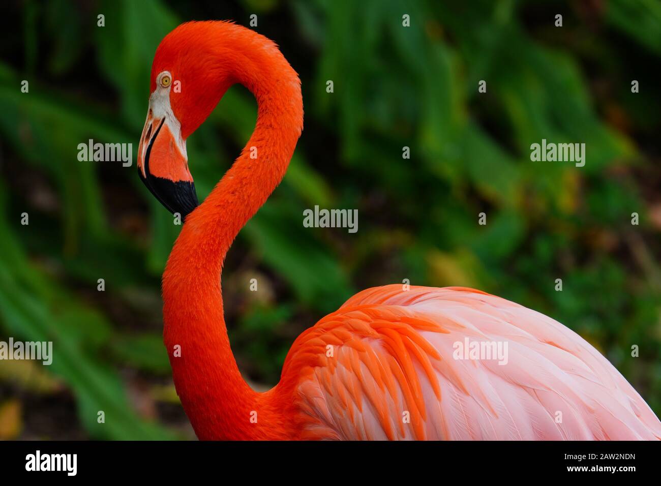 A pink flamingo birds standing on one leg Stock Photo - Alamy
