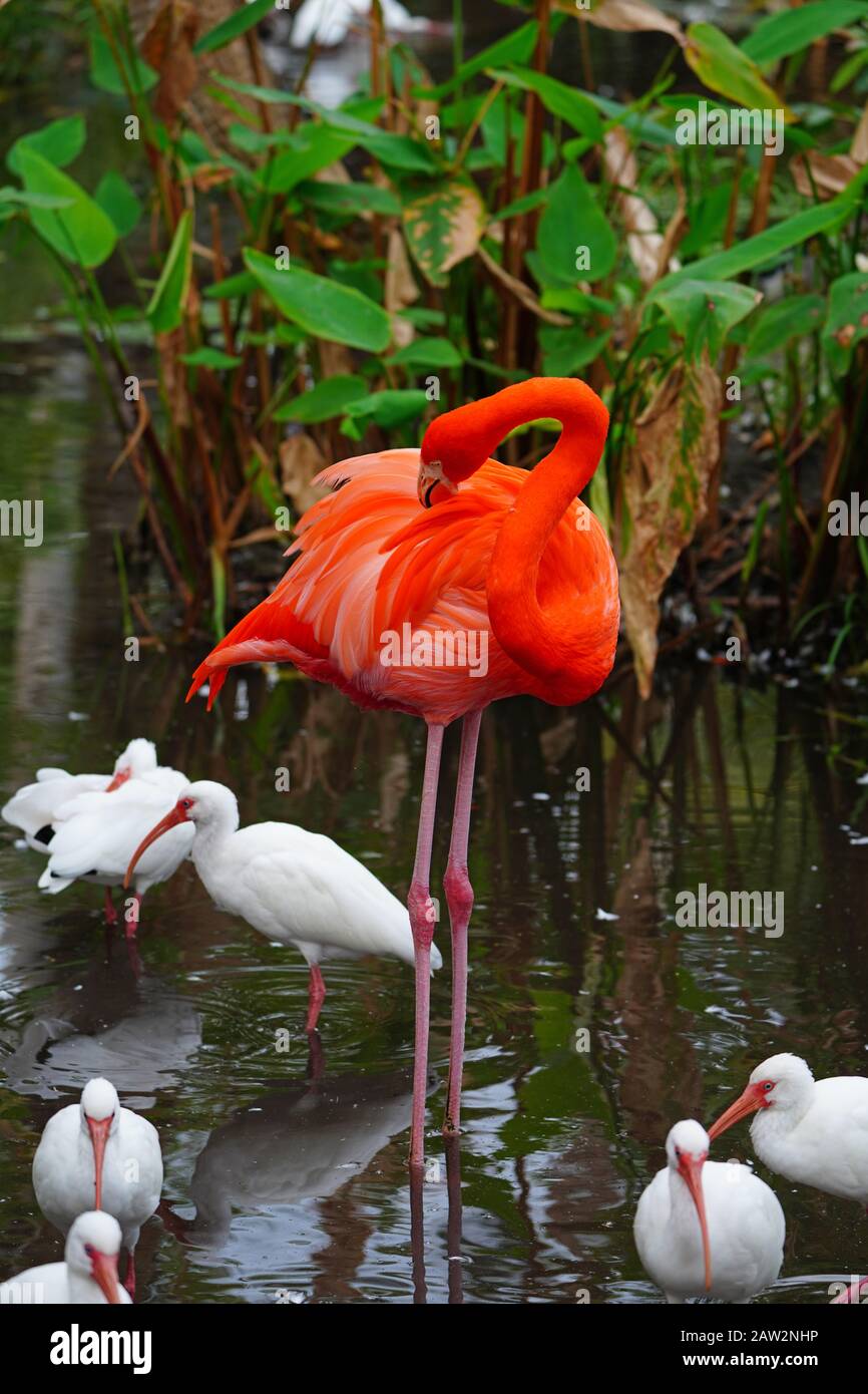 A pink flamingo birds standing on one leg Stock Photo - Alamy