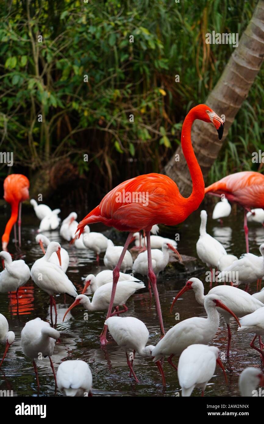 A pink flamingo birds standing on one leg Stock Photo - Alamy