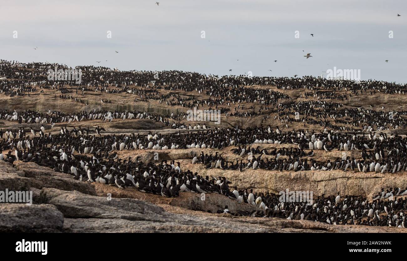 Common Murre (Uria aalge) at Funk Island, Newfoundland, Canada Stock ...