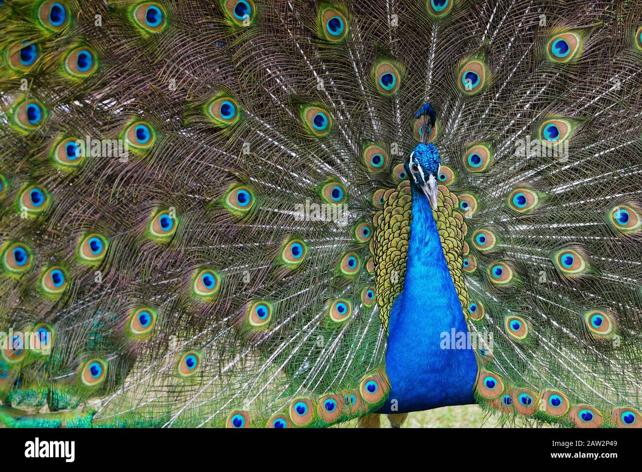 Colorful green and blue male peacock bird with its plume feathers tail ...