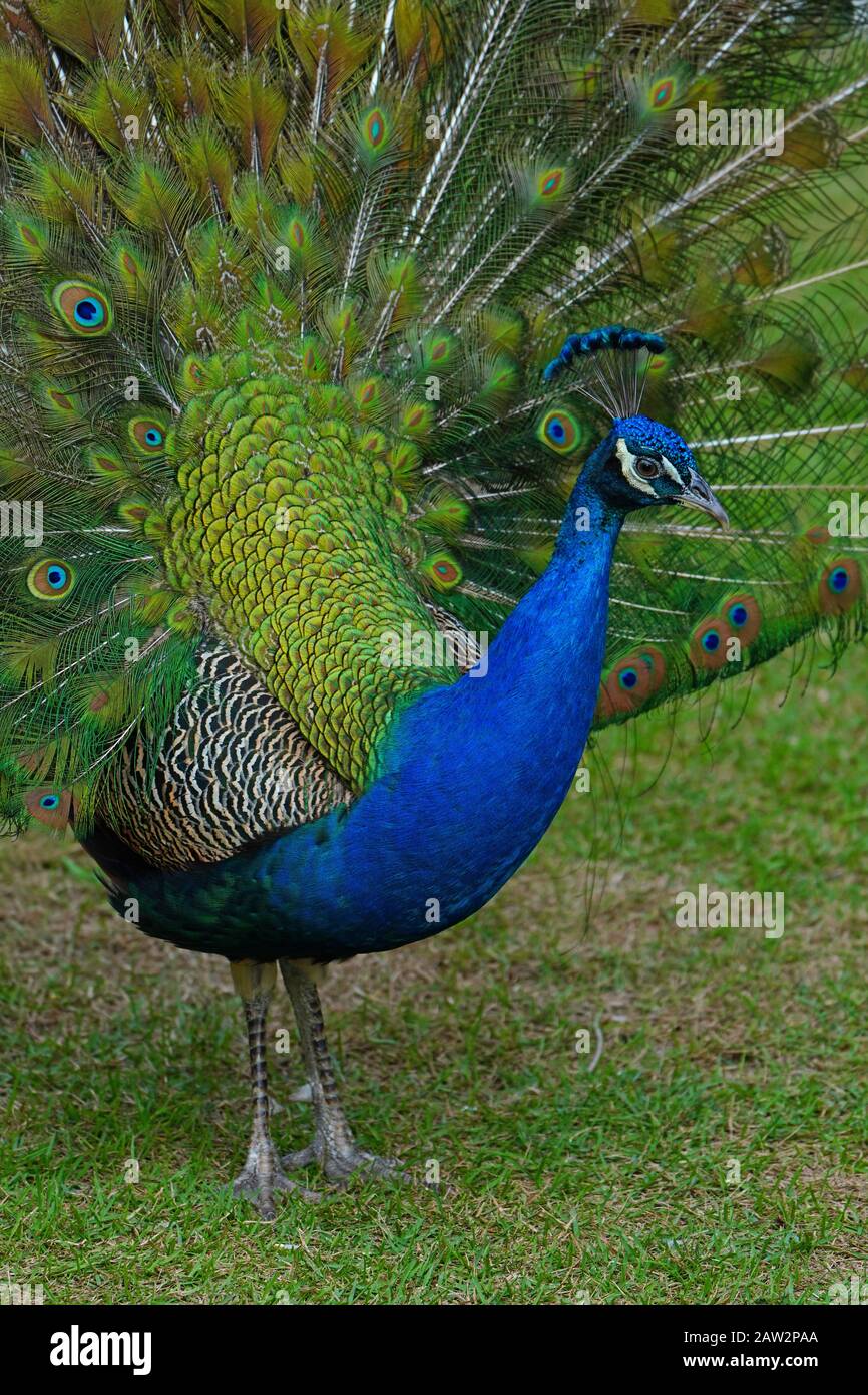 Colorful Green And Blue Male Peacock Bird With Its Plume Feathers Tail