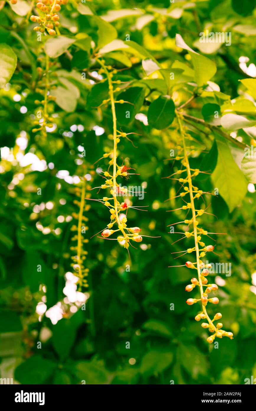 Filtered photo Indian Oak long pendulous raceme buds with bright red ...