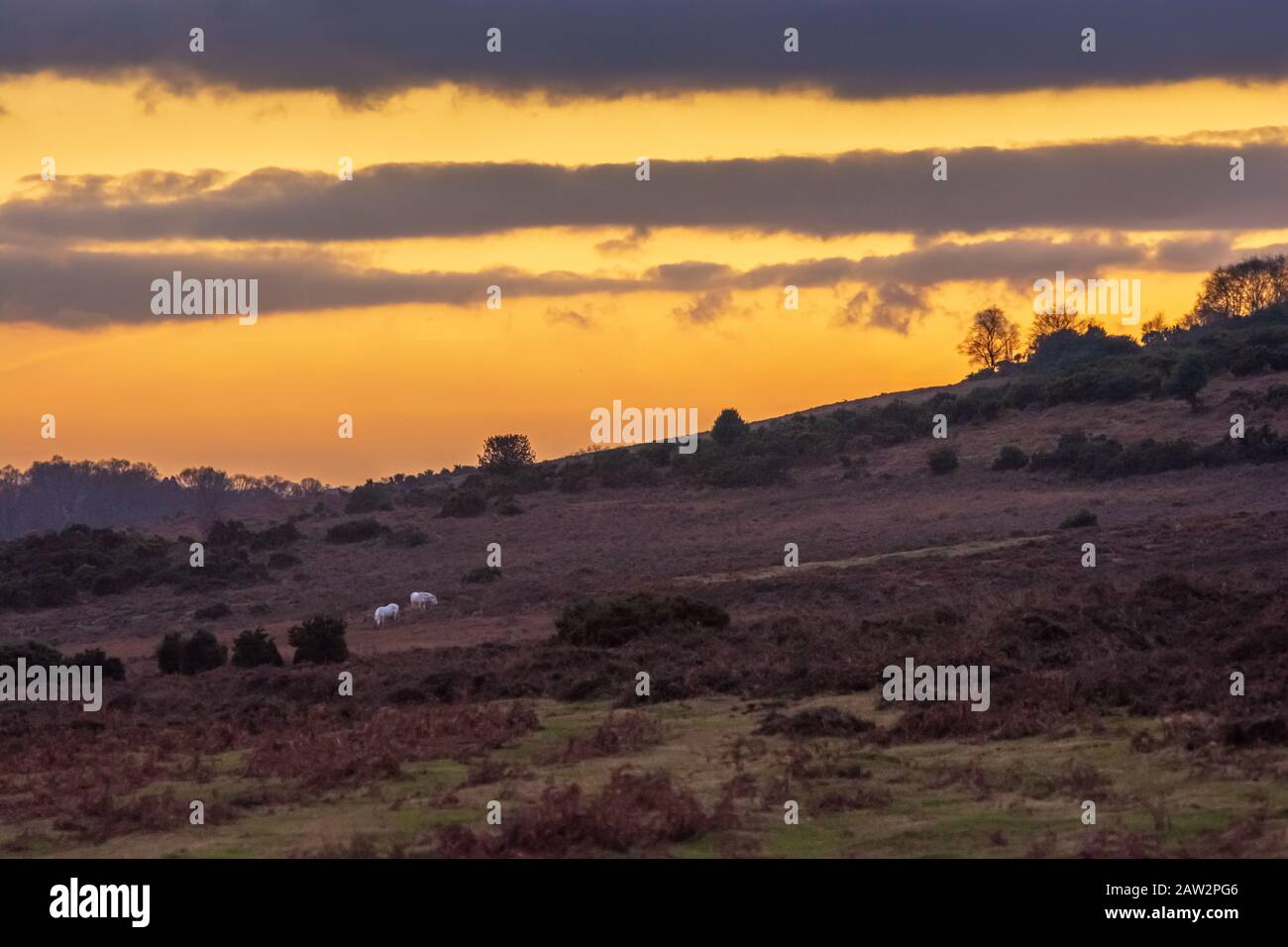 New forest ponies at sunset hi-res stock photography and images - Alamy